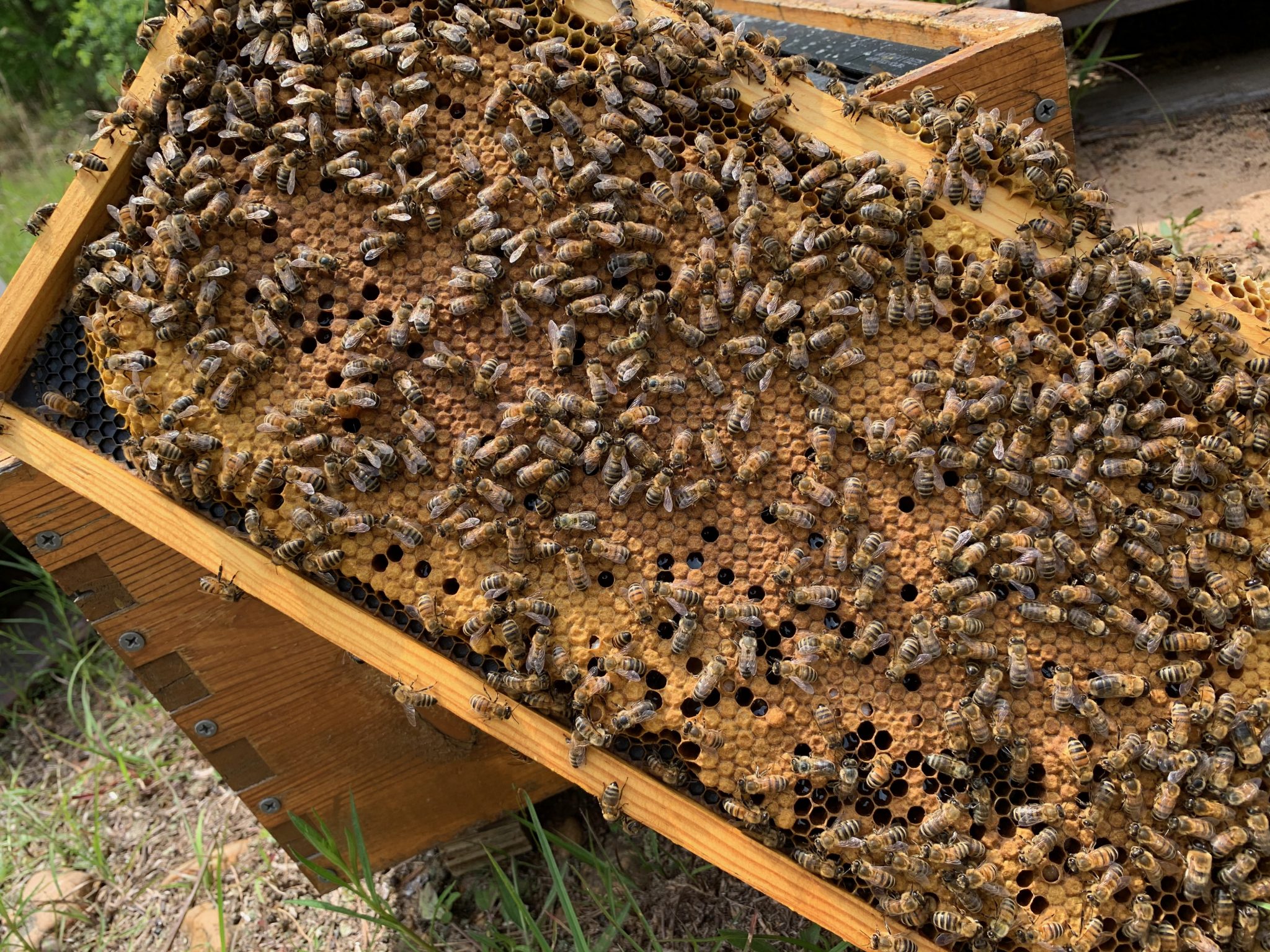 Types of Comb and What They Tell Us About Our Bees - Backyard Beekeeping